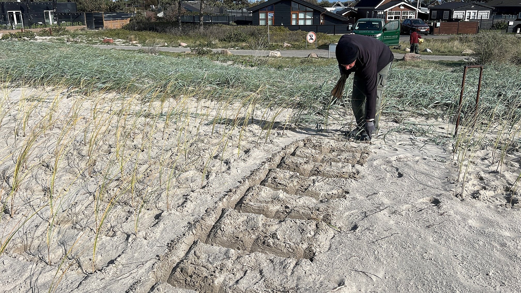 Planter skal mindske sandfygning | TV2 ØST Planter skal mindske sandfygning | TV2 ØST